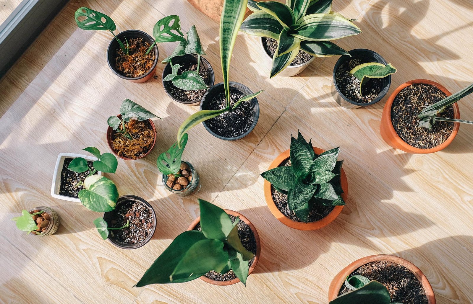 The Complete Guide to Using Plants in Interior Design